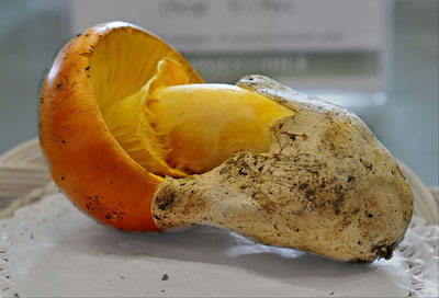Amanita Caesarea: The Edible Caesar's Mushroom - Mushroom Appreciation