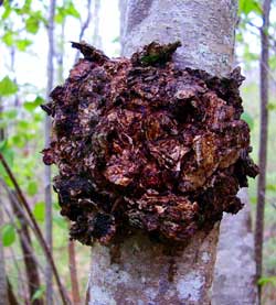 What Is Chaga Mushroom? Everything You Need to Know - Mushroom Appreciation