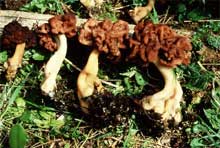 False Morel Mushrooms - Everything You Need to Know - Mushroom Appreciation
