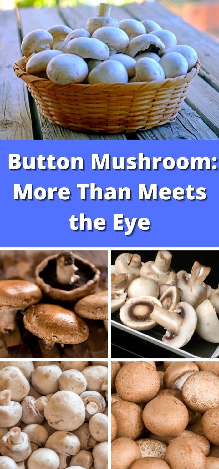 The White Button Mushroom: More Than Meets the Eye! - Mushroom Appreciation