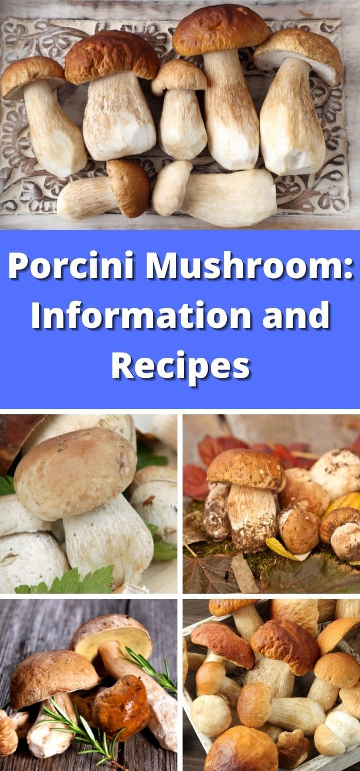 Porcini Mushrooms: Facts and Gourmet Uses - Mushroom Appreciation