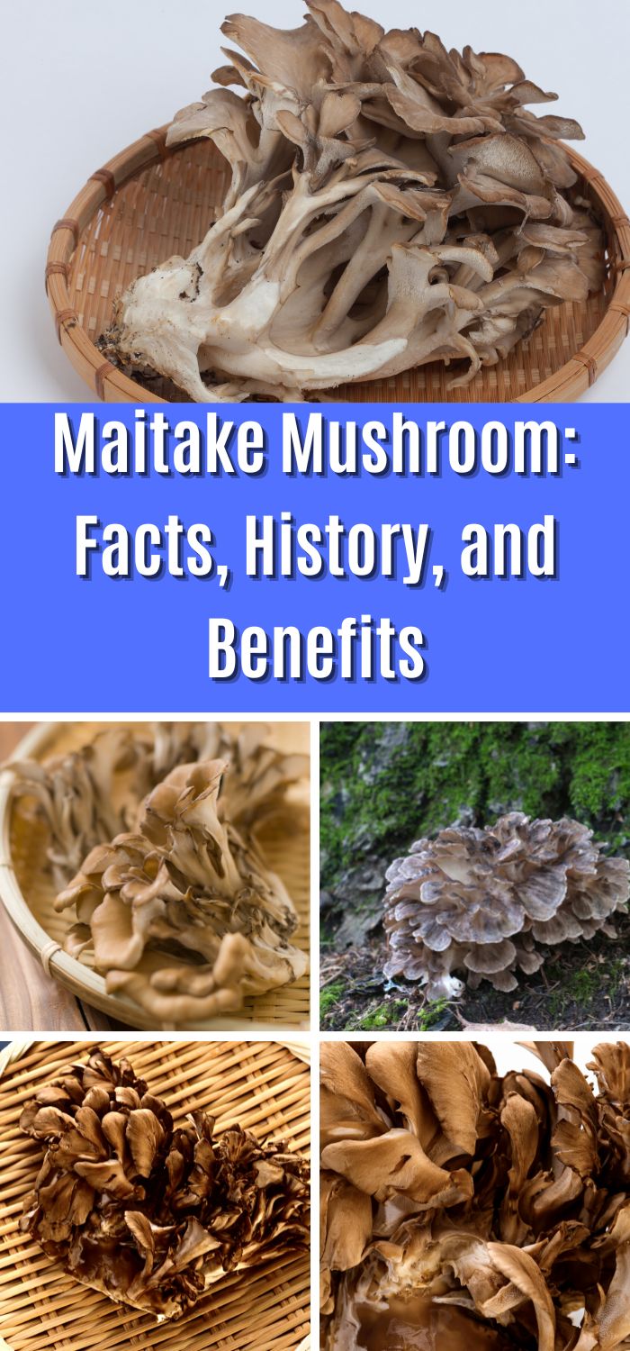 The Maitake Mushroom: Identification, Foraging, Lookalikes - Mushroom ...