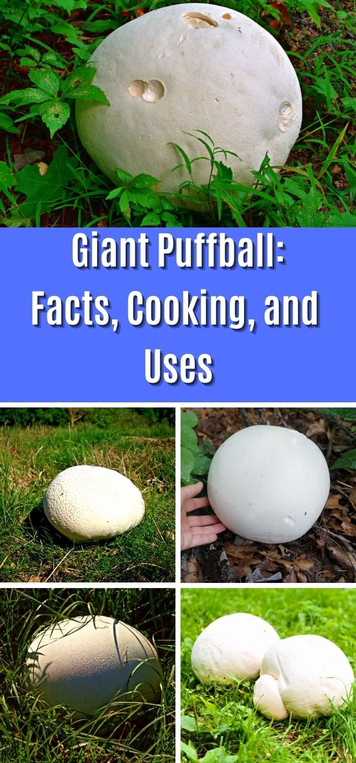 Giant Puffball Mushrooms: Identification, Foraging, and Recipes ...