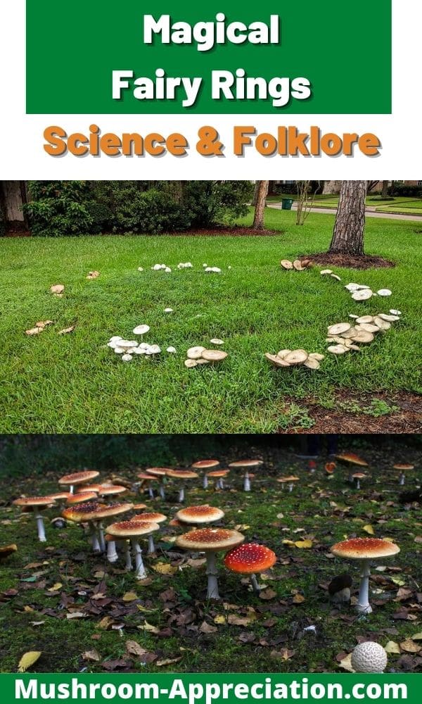 Magical Fairy Rings: The Science and Folklore - Mushroom Appreciation