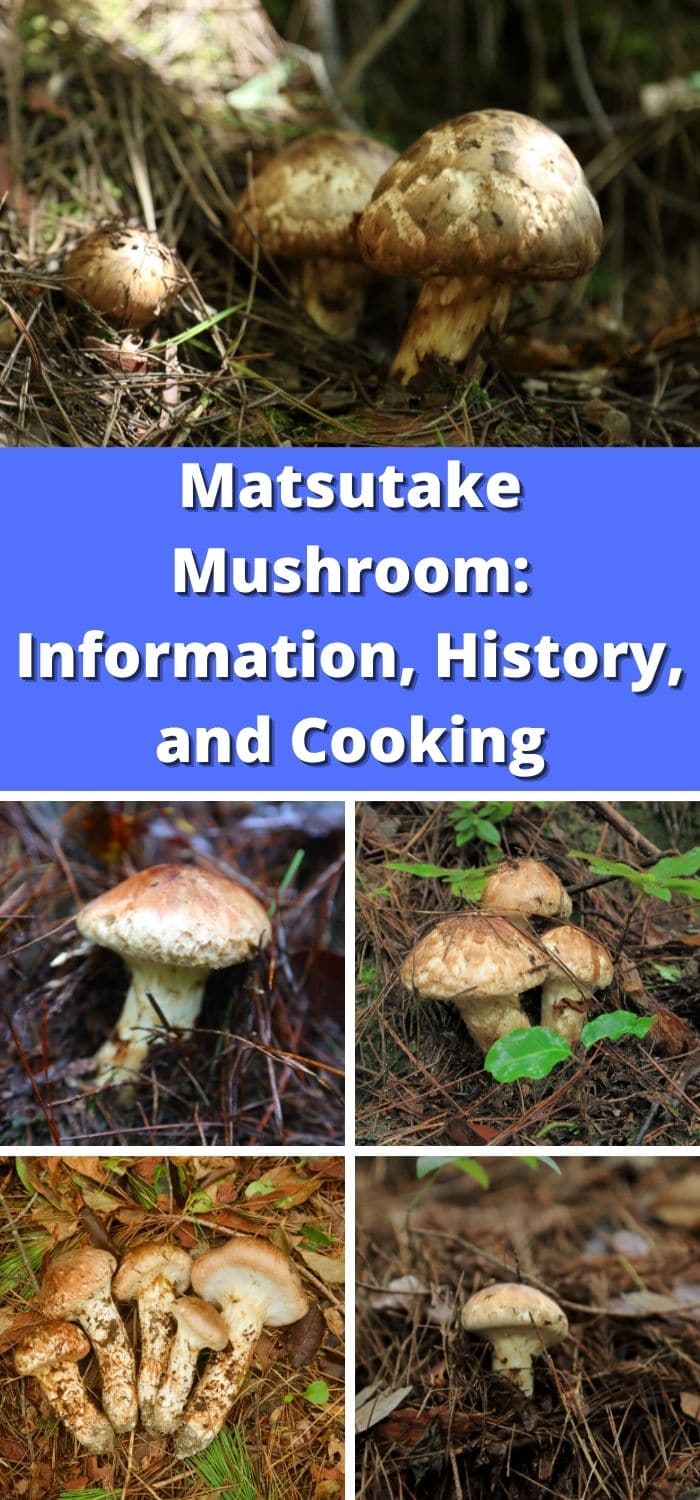 The Marvelous Matsutake Mushroom - Mushroom Appreciation