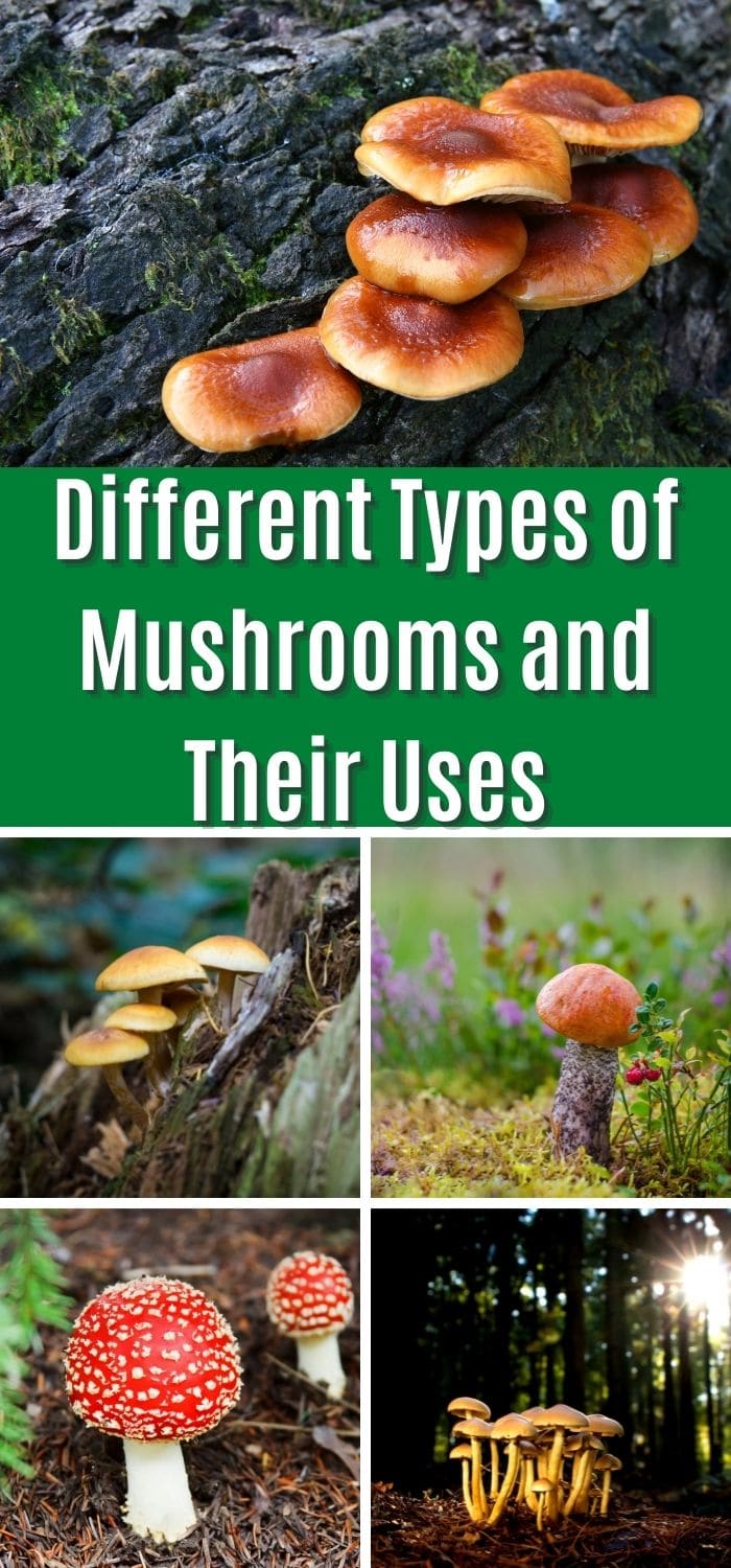 Different Types of Mushrooms and Their Uses - Mushroom Appreciation