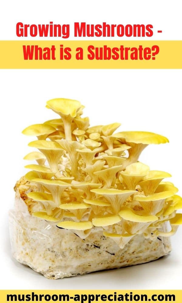 Growing Mushrooms - What is a Substrate? - Mushroom Appreciation