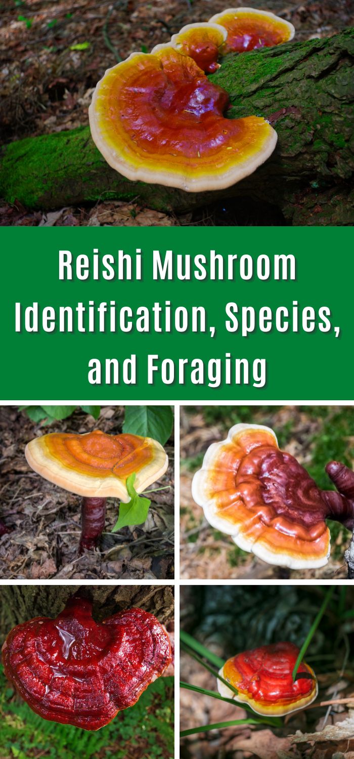Reishi Mushroom Identification, Species, and Foraging - Mushroom ...