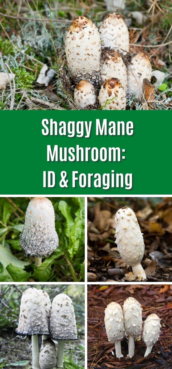 All About Shaggy Mane Coprinus Comatus Mushroom Mushroom Appreciation