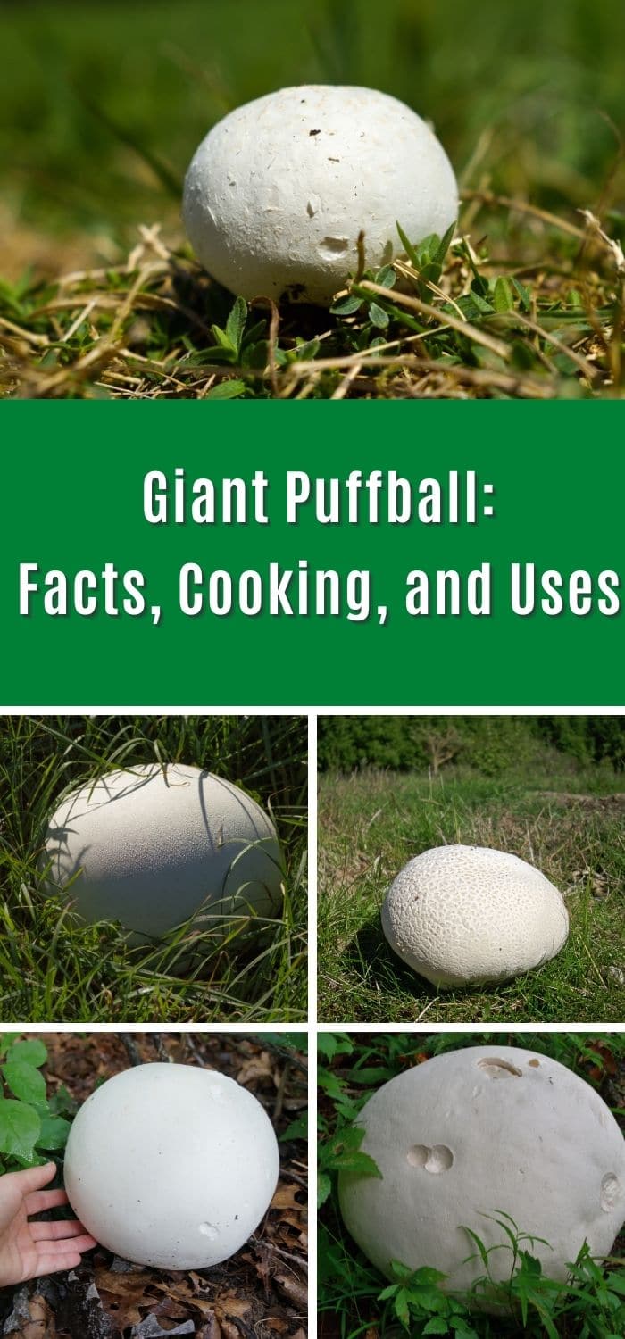 Giant Puffball Mushrooms: Identification, Foraging, and Recipes ...