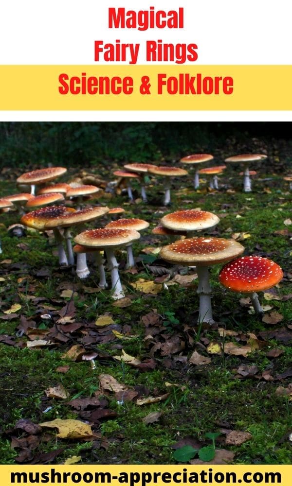Magical Fairy Rings: The Science and Folklore - Mushroom Appreciation