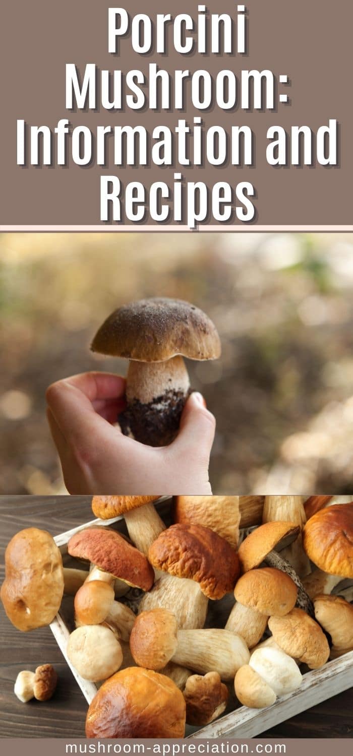 Porcini Mushrooms: Facts and Gourmet Uses - Mushroom Appreciation