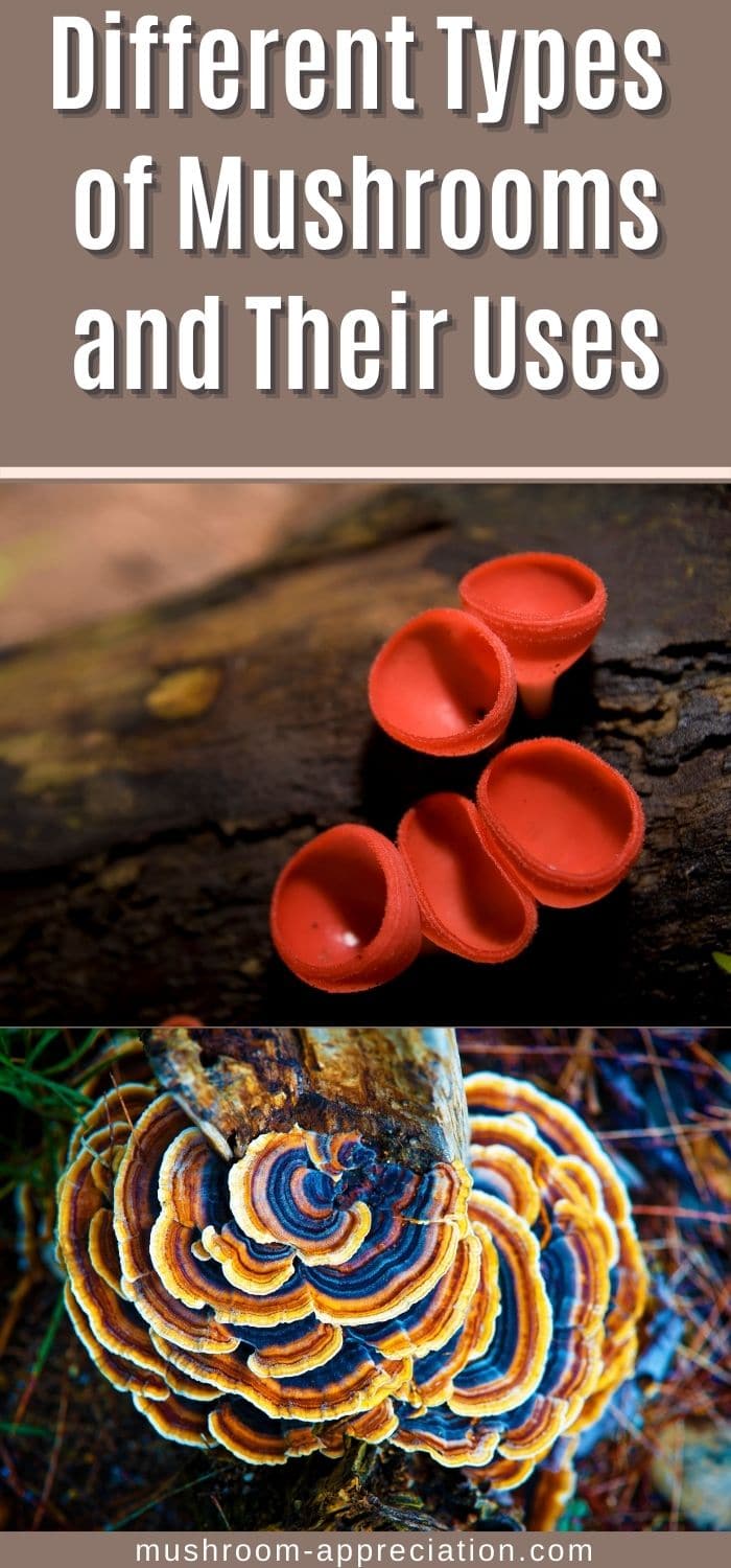 Different Types of Mushrooms and Their Uses - Mushroom Appreciation