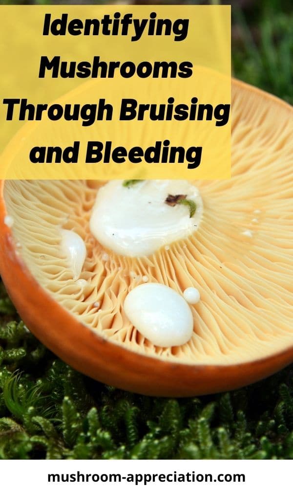 Identifying Mushrooms Through Bruising and Bleeding - Mushroom Appreciation