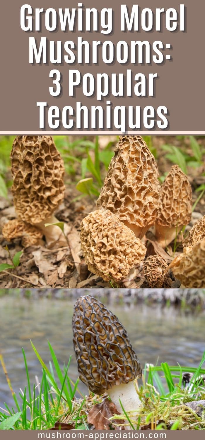 Growing Morel Mushrooms: 3 Popular Techniques - Mushroom Appreciation