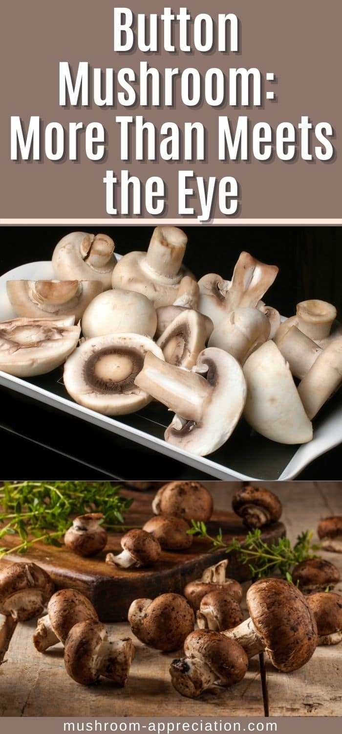 The White Button Mushroom: More Than Meets the Eye! - Mushroom Appreciation
