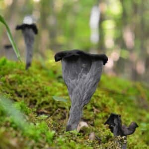 Black Trumpet Mushrooms: Identification and Foraging Guide - Mushroom ...