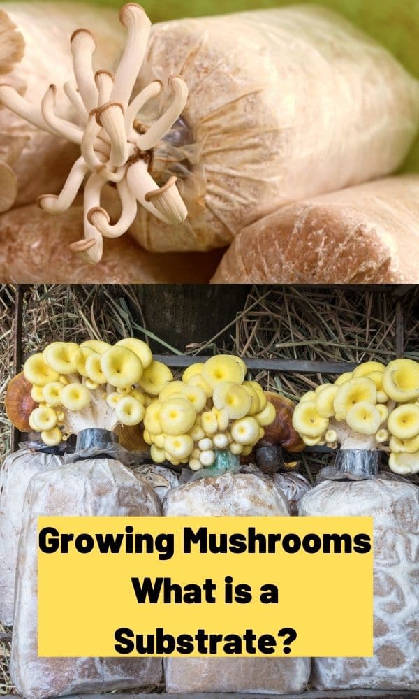 Growing Mushrooms - What is a Substrate? - Mushroom Appreciation