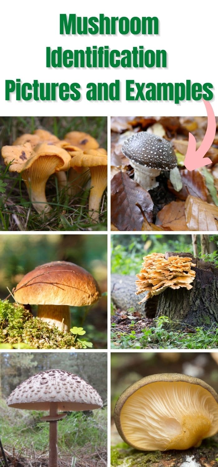 Mushroom Identification Pictures and Examples - Mushroom Appreciation