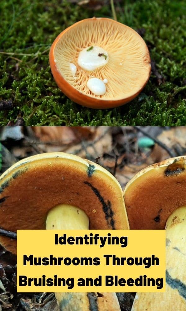 Identifying Mushrooms Through Bruising and Bleeding - Mushroom Appreciation