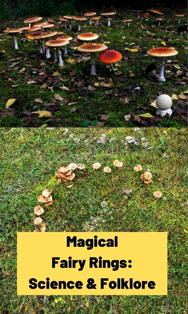 Magical Fairy Rings: The Science and Folklore - Mushroom Appreciation