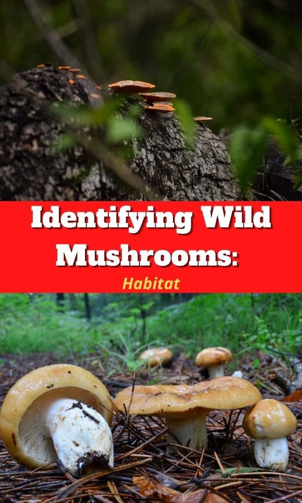 Wild Mushroom Identification and Habitat (Trees, Soil, Environment ...