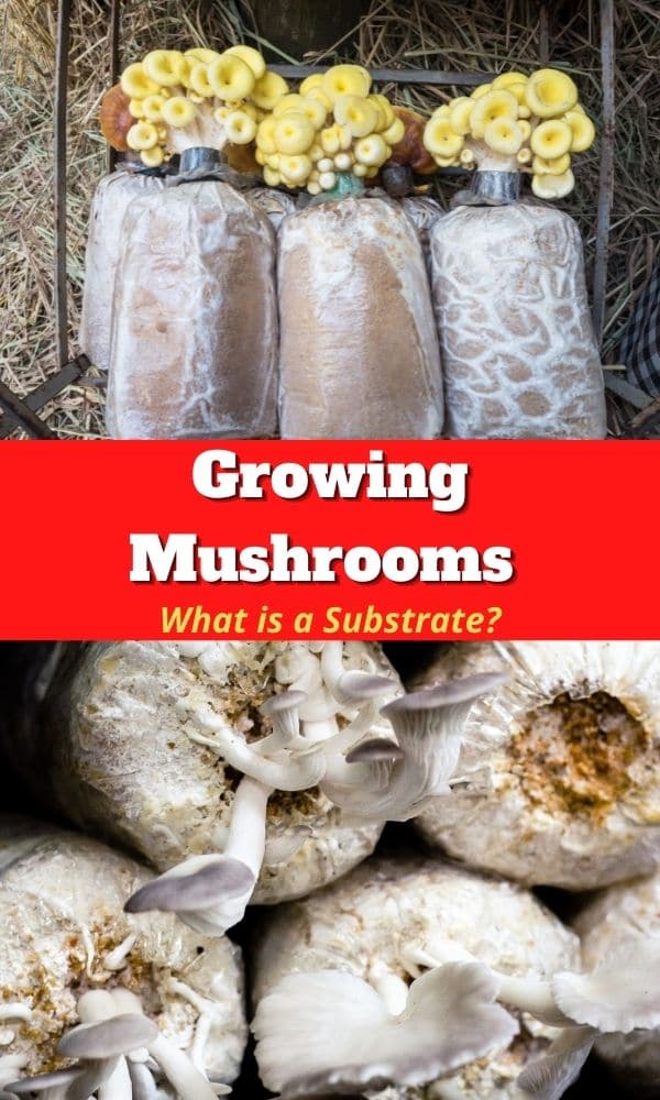 Growing Mushrooms - What is a Substrate? - Mushroom Appreciation