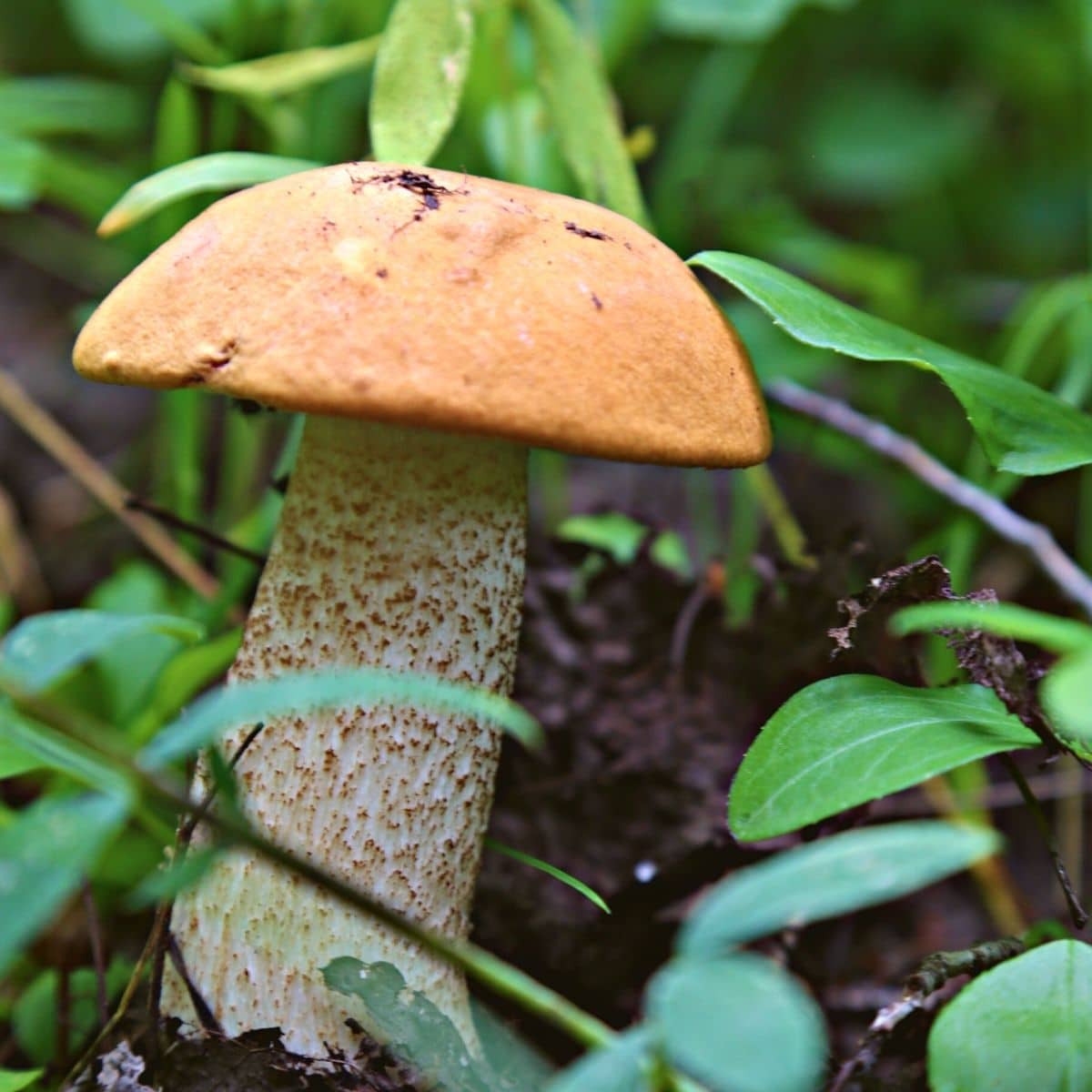 Identification Techniques - Mushroom Appreciation