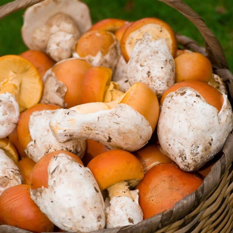 Amanita Caesarea: The Edible Caesar's Mushroom - Mushroom Appreciation