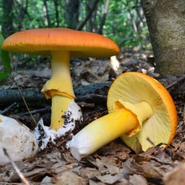 Amanita Caesarea: The Edible Caesar's Mushroom - Mushroom Appreciation