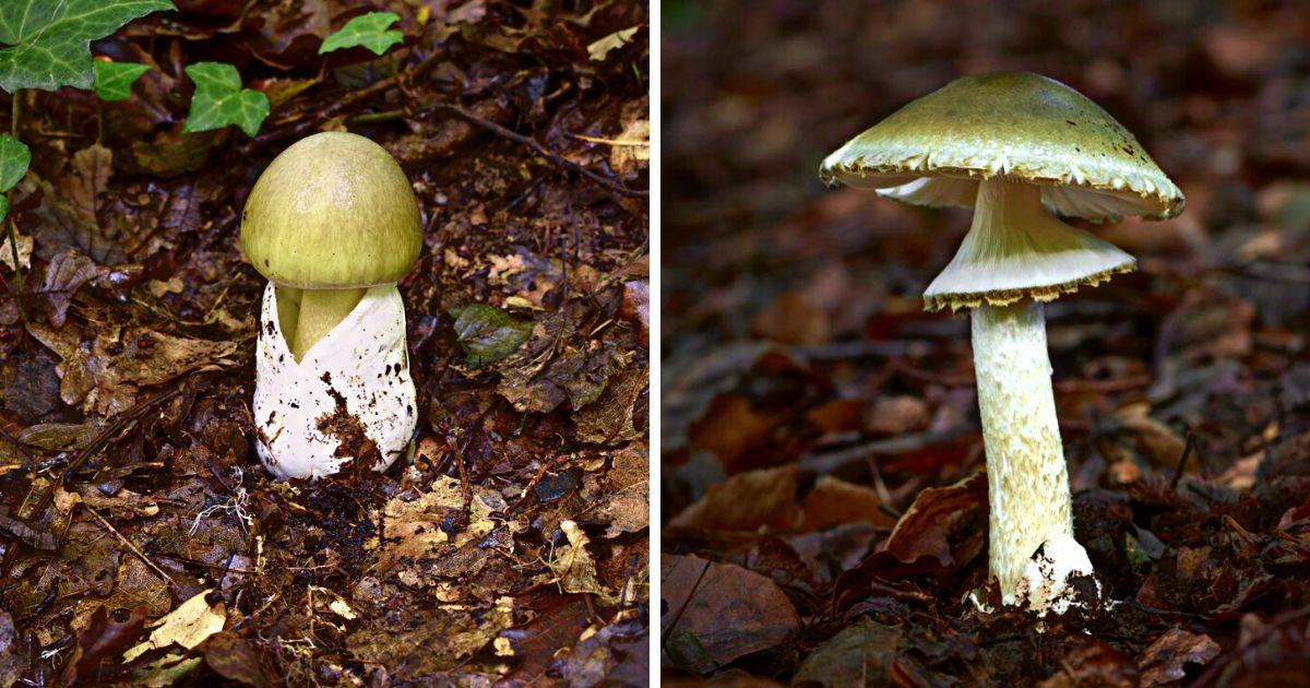 The Death Cap and Other Poisonous Amanita Mushrooms - Mushroom Appreciation
