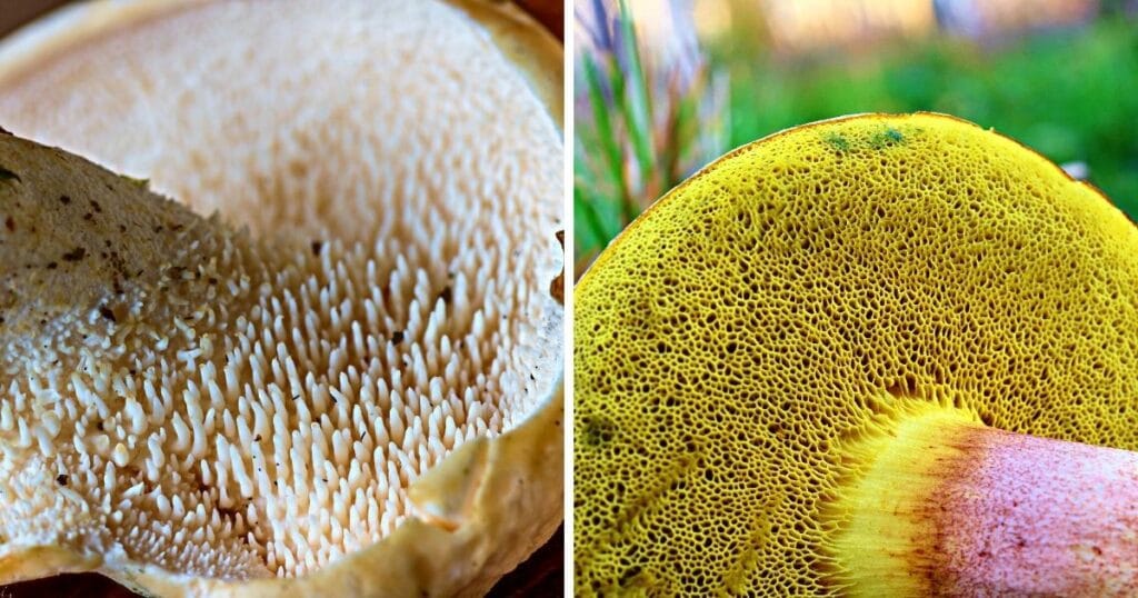 Identify Mushrooms: Learn About Gills, Pores, and Teeth - Mushroom ...