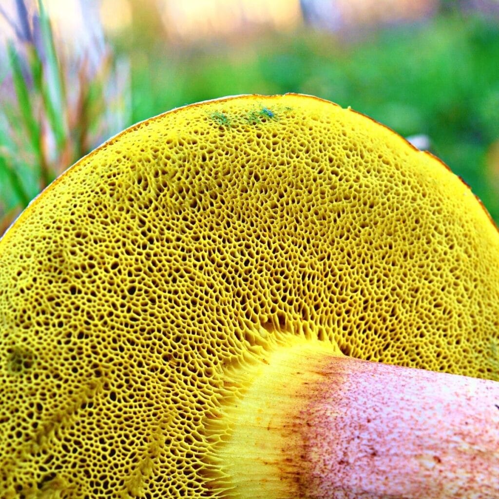 Identification Techniques - Mushroom Appreciation