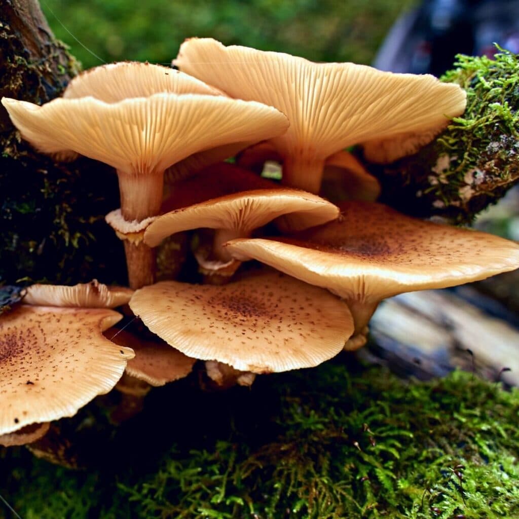 Different Types of Mushrooms and Their Uses - Mushroom Appreciation