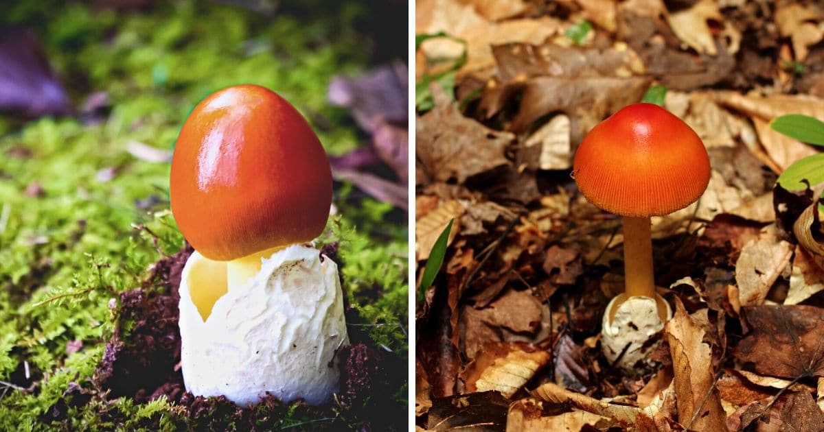 Amanita Caesarea: The Edible Caesar's Mushroom - Mushroom Appreciation