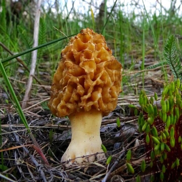 Morel - Mushroom Appreciation
