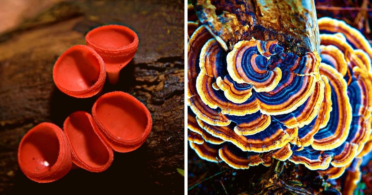 Different Types of Mushrooms and Their Uses - Mushroom Appreciation