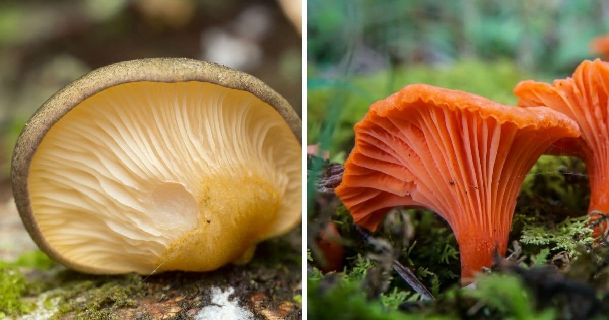 Mushroom Identification Pictures and Examples - Mushroom Appreciation
