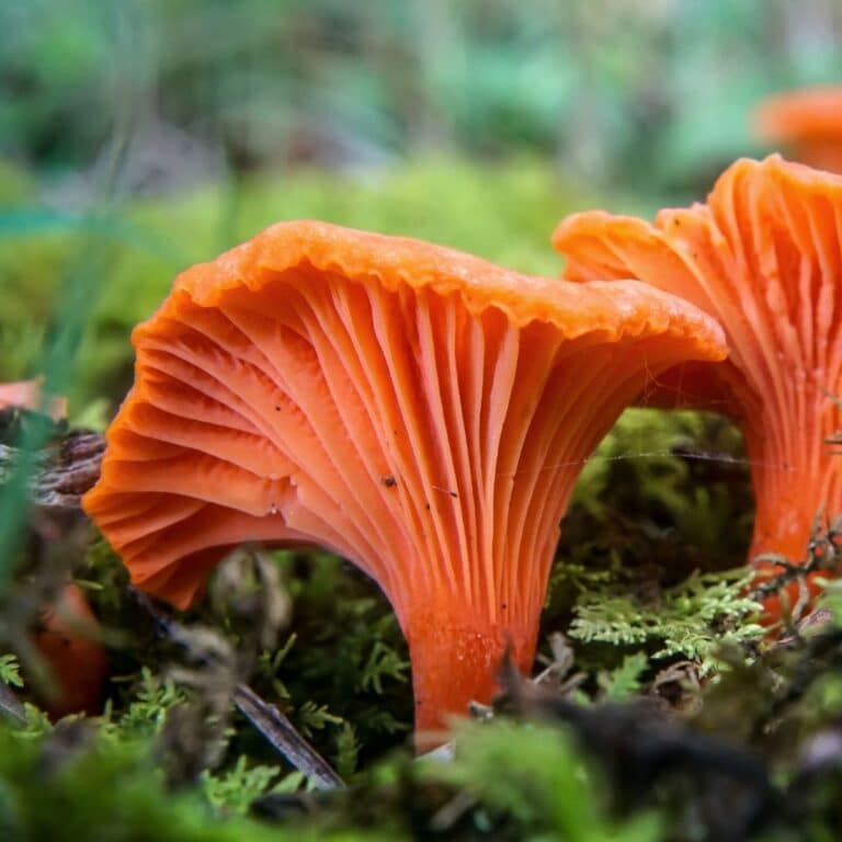 Dryads Saddle Lookalikes Foraging And Harvesting Mushroom