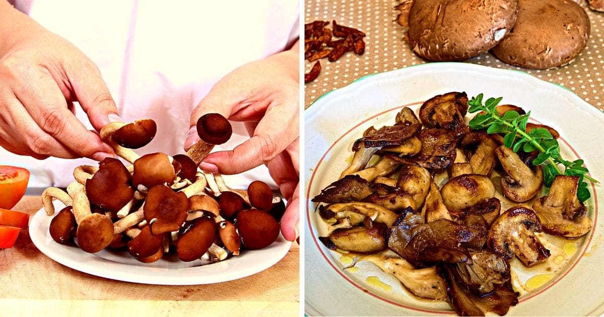 The Nutritional Value of Mushrooms - Mushroom Appreciation