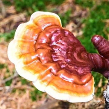 Red Belted Polypore Identification Guide - Mushroom Appreciation