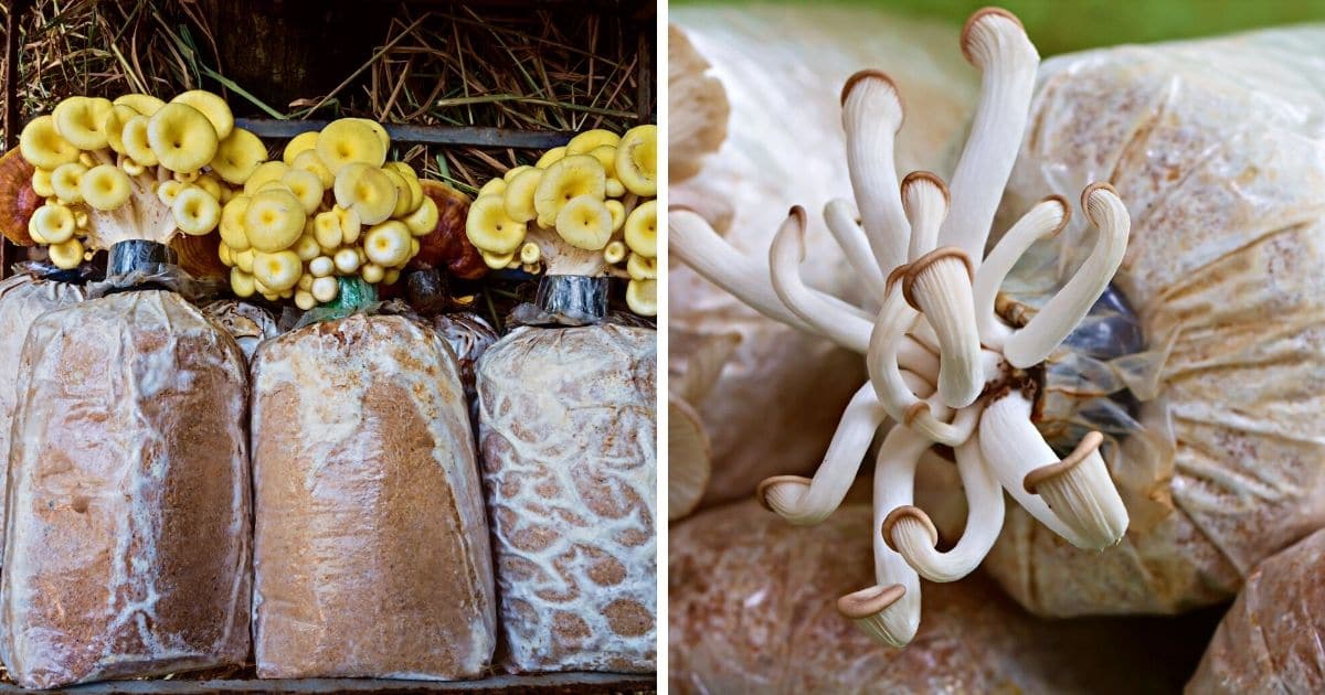 Growing Mushrooms - What is a Substrate? - Mushroom Appreciation