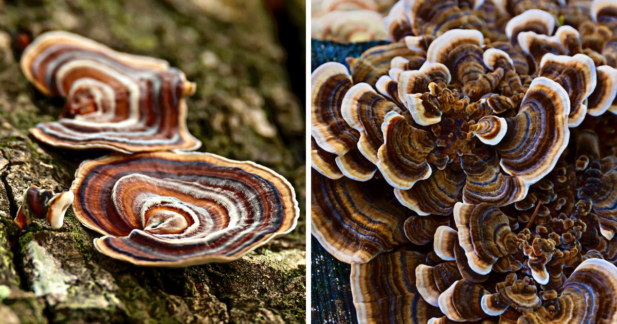 Trametes Versicolor: The Colorful Turkey Tail Mushroom - Mushroom ...
