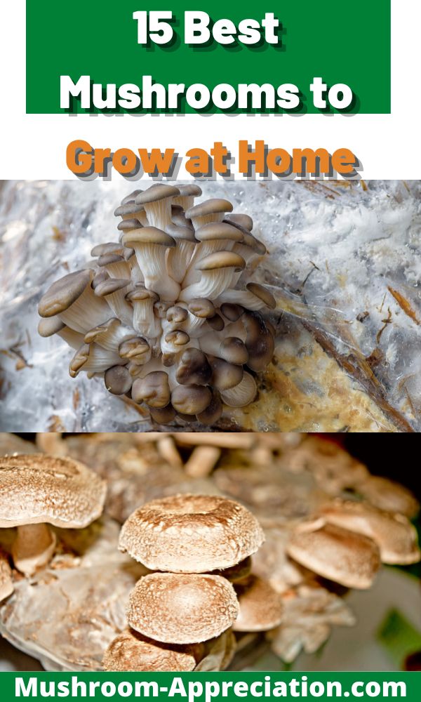 15 Best Mushrooms to Grow at Home - Mushroom Appreciation