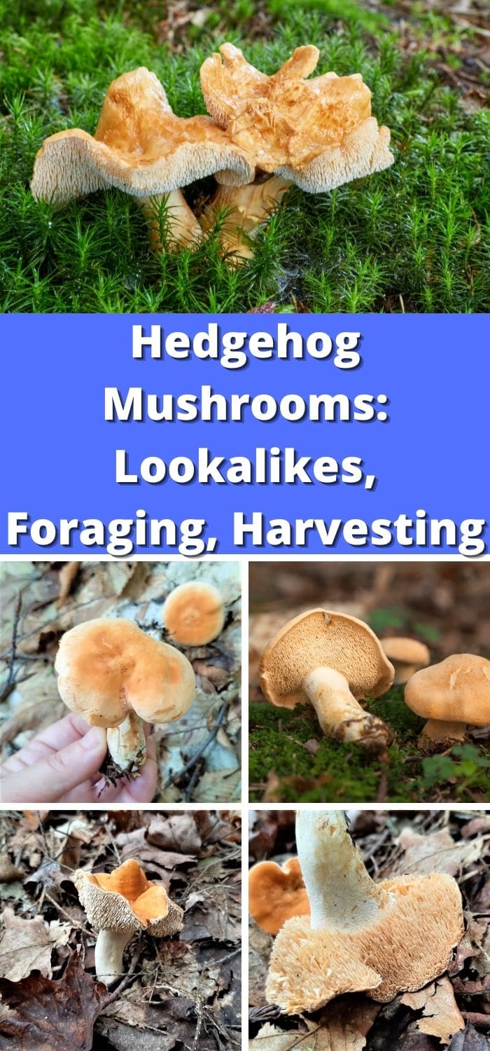 Hedgehog Mushrooms: Identification, Foraging, and Cooking - Mushroom ...