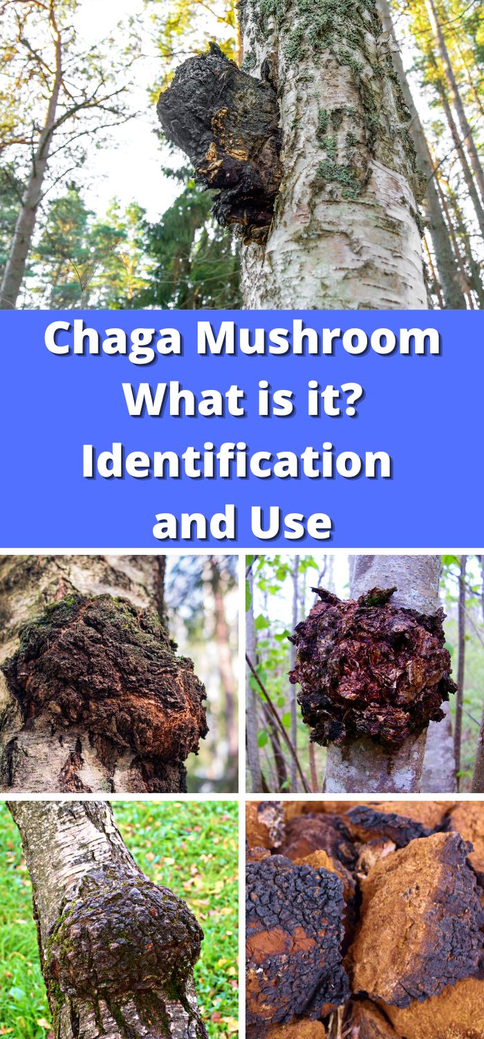 What Is Chaga Mushroom? Everything You Need to Know - Mushroom Appreciation