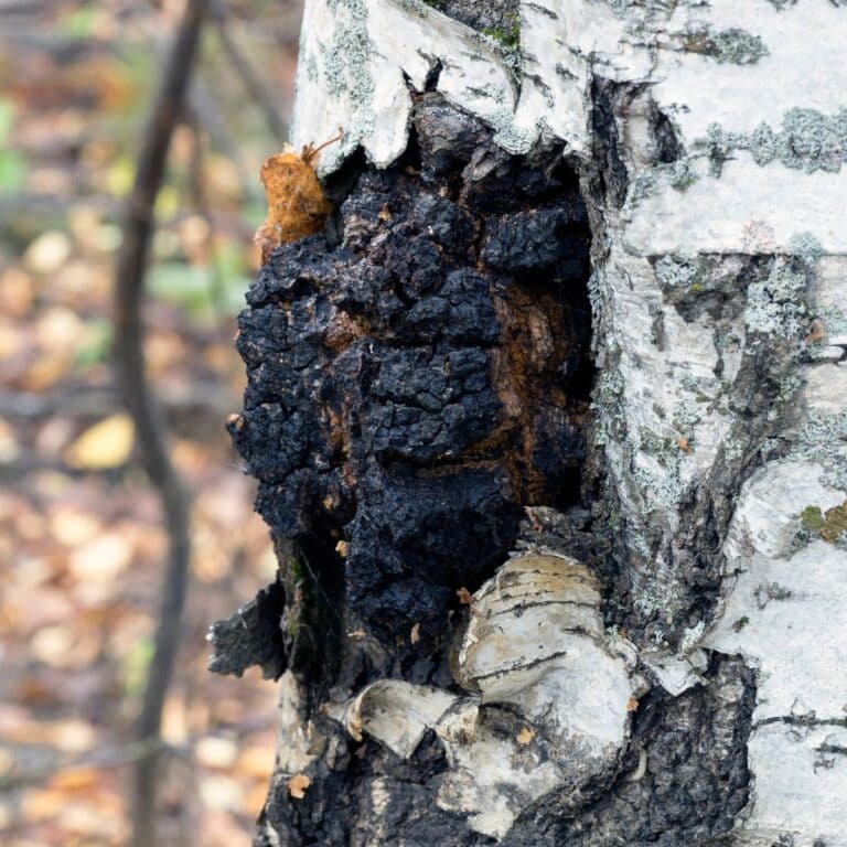 What Is Chaga Mushroom? Everything You Need to Know - Mushroom Appreciation