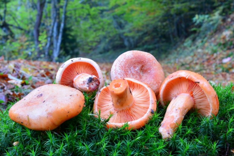 Saffron Milky Caps: Foraging, Identifying, and Harvesting - Mushroom ...