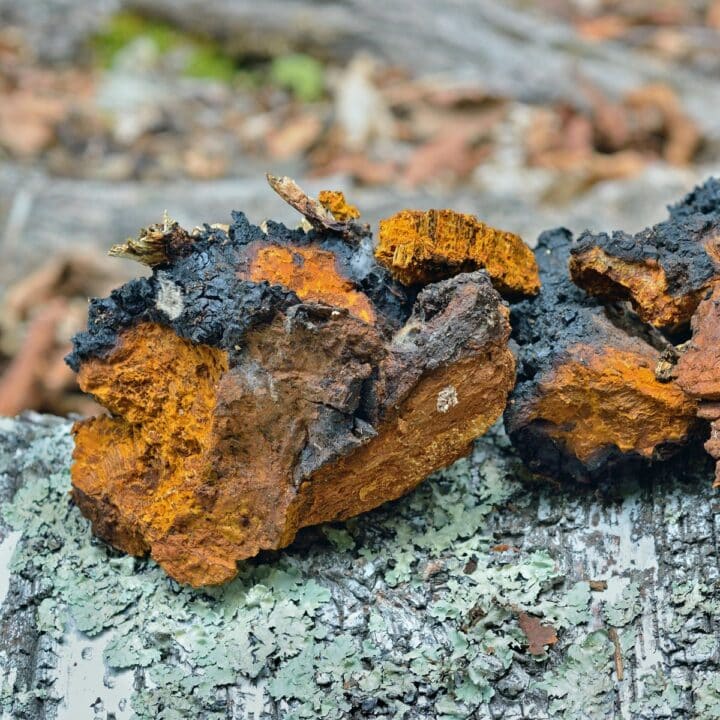 What Is Chaga Mushroom? Everything You Need to Know - Mushroom Appreciation