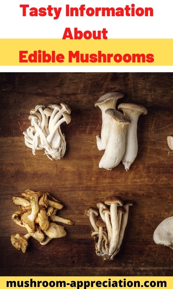 Tasty Information About Edible Mushrooms - Mushroom Appreciation